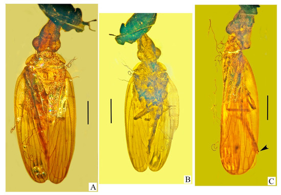 Araeoanasillus leptosomus gen. et sp. nov., (Hemiptera, Cercopoidea ...