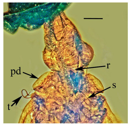 Araeoanasillus leptosomus gen. et sp. nov., (Hemiptera, Cercopoidea ...
