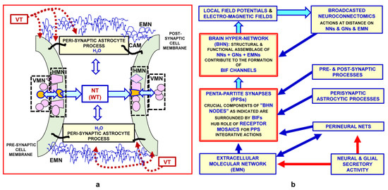 Brain Structure and Function: Insights from Chemical Neuroanatomy