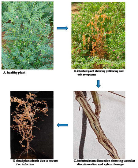 Life | Free Full-Text | Breeding and Genomic Approaches towards Development of Fusarium Wilt ...