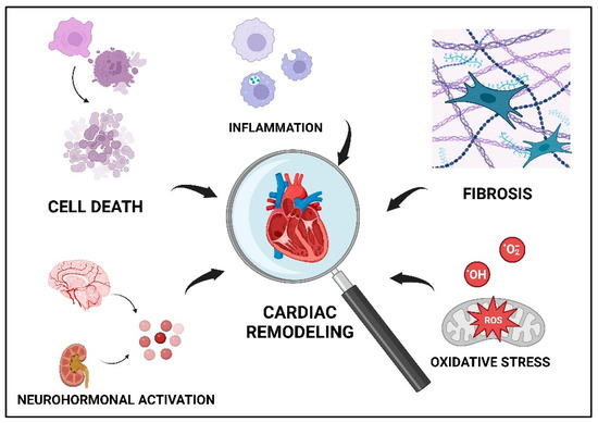 Cardiac Reverse Remodeling in Ischemic Heart Disease with Novel ...