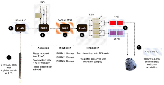 Morphology of Penicillium rubens Biofilms Formed in Space