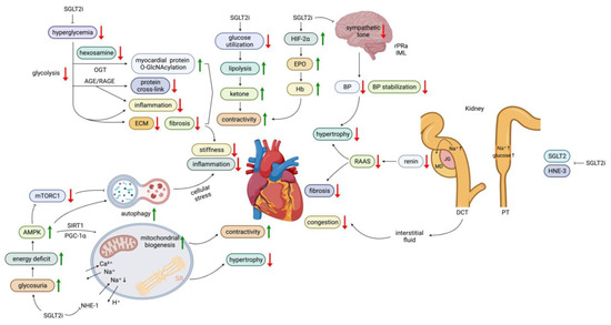 Anti-Diabetic Therapy and Heart Failure: Recent Advances in Clinical ...
