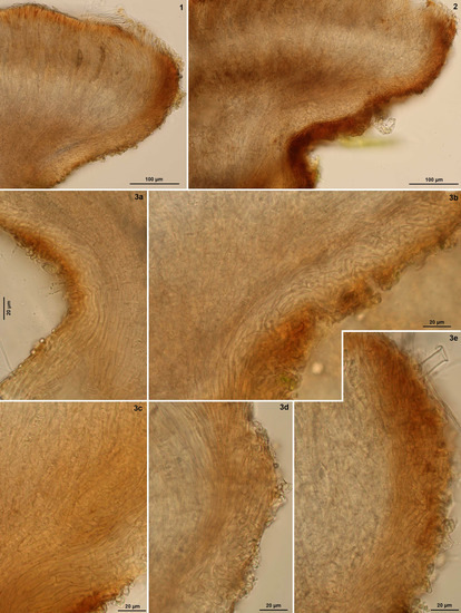 Life | Free Full-Text | Bryorutstroemia (Rutstroemiaceae, Helotiales ...