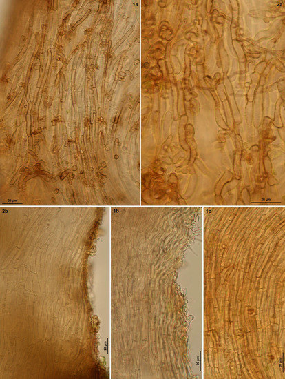 Life | Free Full-Text | Bryorutstroemia (Rutstroemiaceae, Helotiales ...