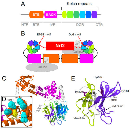 Regulation of Cell Proliferation and Nrf2-Mediated Antioxidant Defense ...