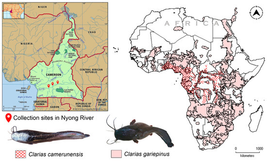 Mitochondrial DNA Corroborates the Genetic Variability of Clarias ...