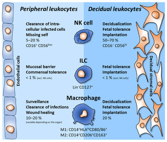 Life | Free Full-Text | Immune Cell Functionality during ...