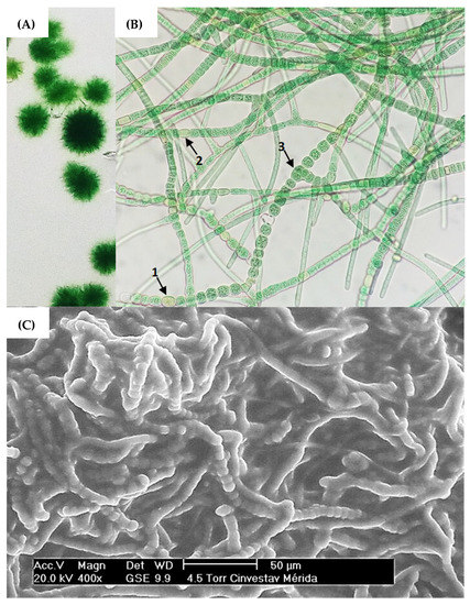 Phenanthrene Degradation by Photosynthetic Bacterial Consortium ...
