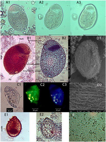 Some Aspects of the Physiology of the Nyctotherus velox, a Commensal ...