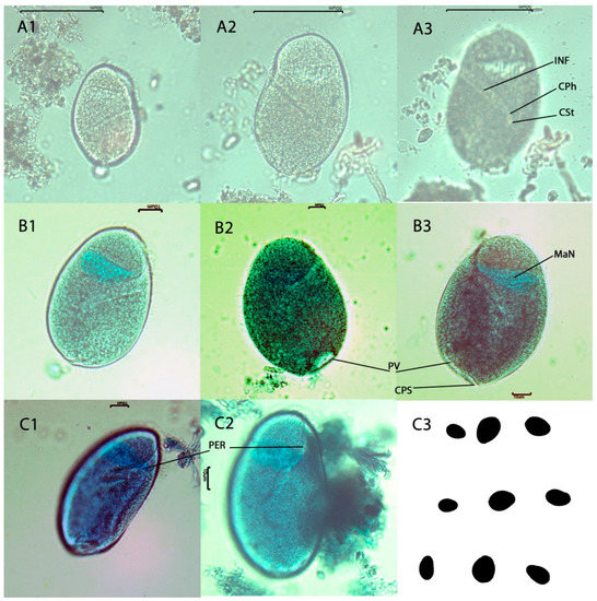 Some Aspects of the Physiology of the Nyctotherus velox, a Commensal ...