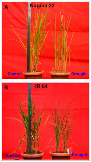 Biochemical and Epigenetic Modulations under Drought: Remembering the ...