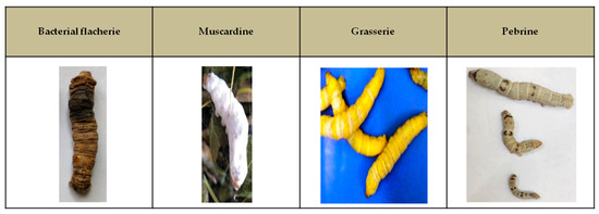 Life | Free Full-Text | Diversity of Antimicrobial Peptides in Silkworm