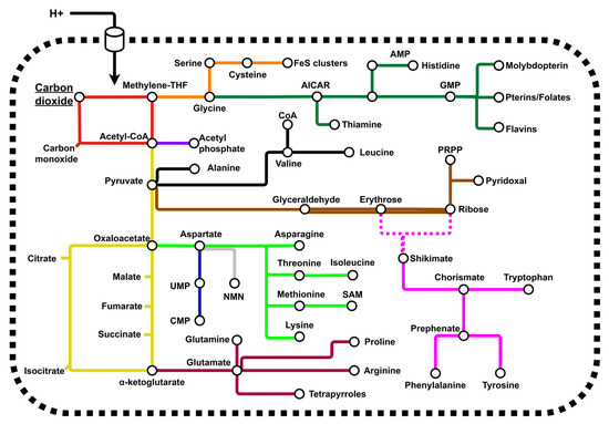 Prebiotic Synthesis of Aspartate Using Life’s Metabolism as a Guide