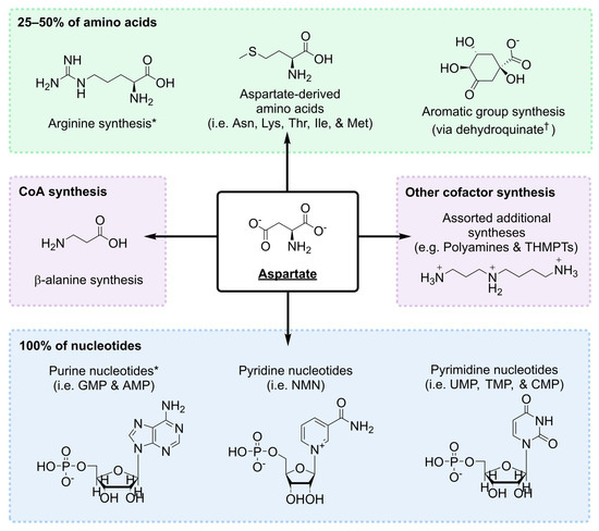 Prebiotic Synthesis of Aspartate Using Life’s Metabolism as a Guide