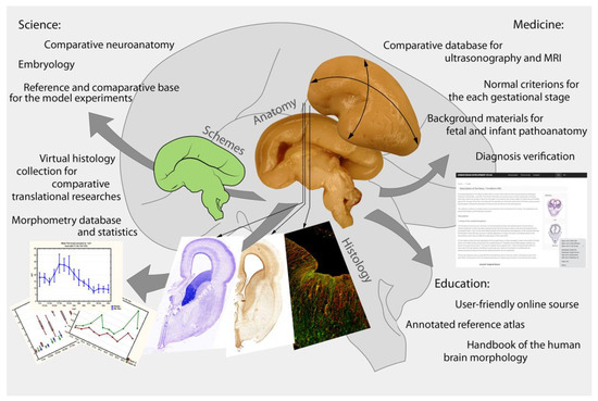 Neuromorphological Atlas of Human Prenatal Brain Development: White Paper