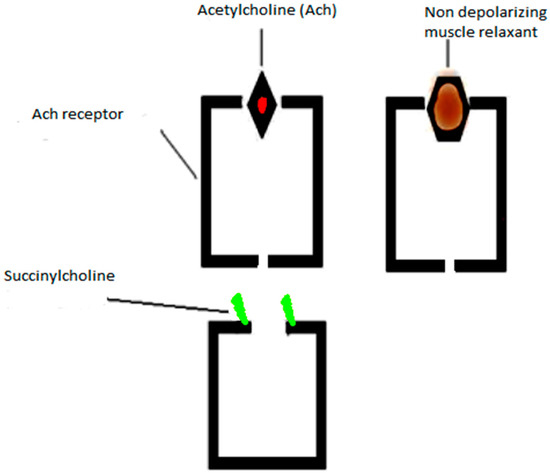 Intraoperative Monitoring of Neuromuscular Blockade