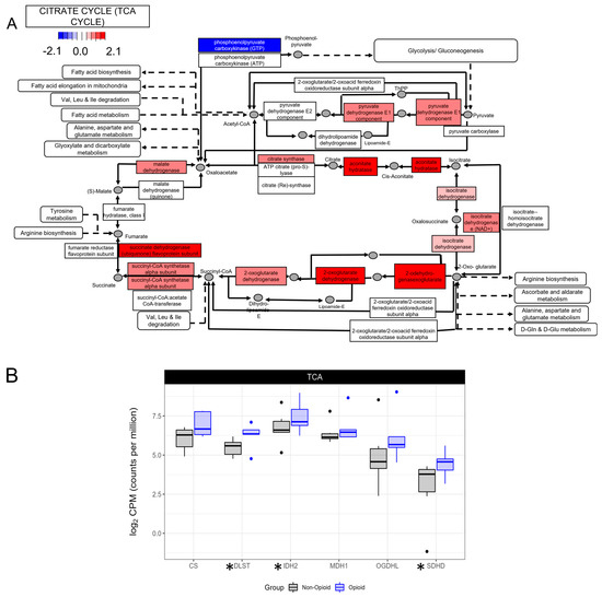 Extended Opioid Exposure Modulates the Molecular Metabolism of Clear ...