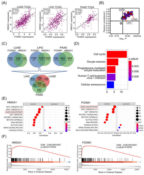 HMGA1 and FOXM1 Cooperate to Promote G2/M Cell Cycle Progression in ...