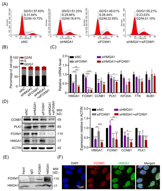 HMGA1 and FOXM1 Cooperate to Promote G2/M Cell Cycle Progression in ...
