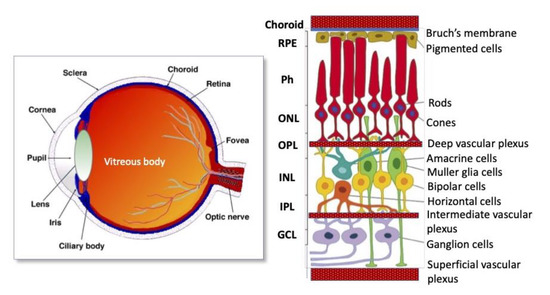 Impact of Microgravity and Other Spaceflight Factors on Retina of ...