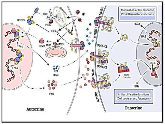 The Immunotherapeutic Role of Type I and III Interferons in Melanoma ...