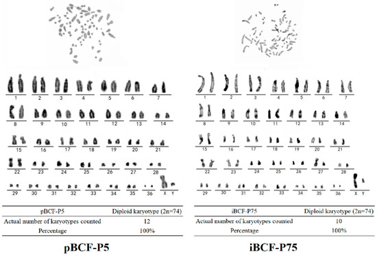 Construction and Characterization of Immortalized Fibroblast Cell Line ...