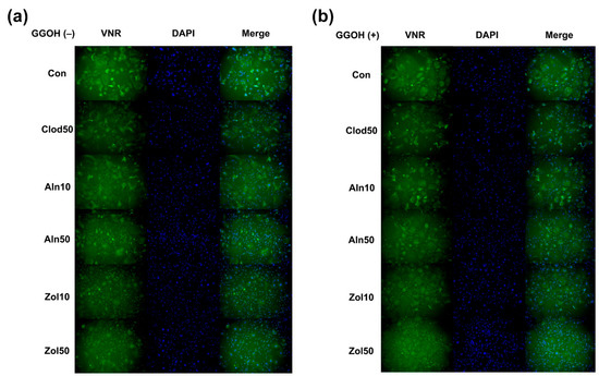 Geranylgeraniol Application in Human Osteoblasts and Osteoclasts for ...