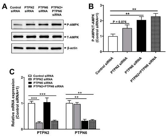 Methyl Syringate Stimulates Glucose Uptake by Inhibiting Protein ...