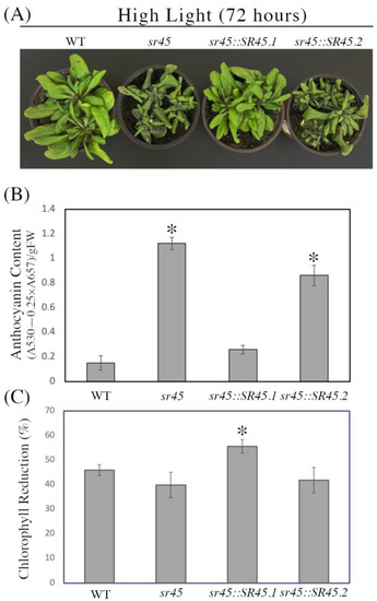 The Splicing Factor SR45 Negatively Regulates Anthocyanin Accumulation ...