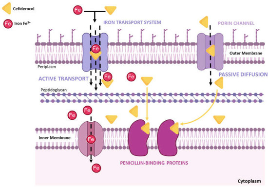 Life | Free Full-Text | An Overview of Cefiderocol’s Therapeutic ...