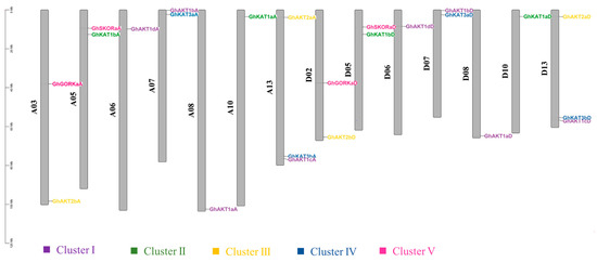 Identification of Shaker Potassium Channel Family Members in Gossypium ...