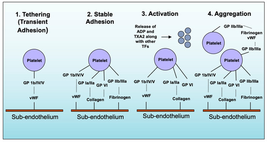 Platelet Glycoprotein-Ib (GPIb) May Serve as a Bridge between Type 2 ...