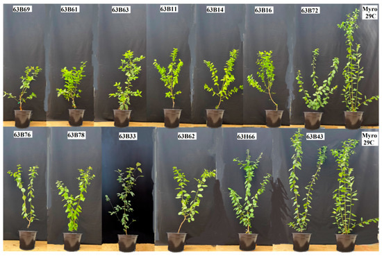 Selection and Molecular Characterization of Promising Plum Rootstocks ...