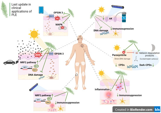 Clinical Applications of Polypodium leucotomos (Fernblock®): An Update