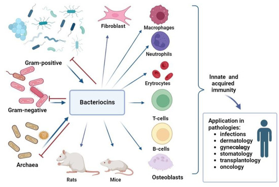 Immunomodulation, Bioavailability and Safety of Bacteriocins