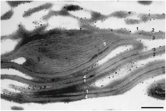 Spore Evidence for the Origin of Isoetalean Lycopsids?