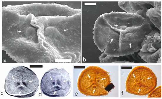 Spore Evidence for the Origin of Isoetalean Lycopsids?