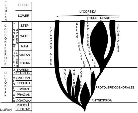 Spore Evidence for the Origin of Isoetalean Lycopsids?