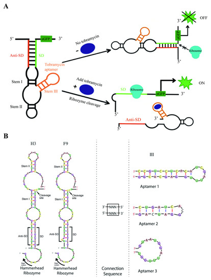 The Establishment of a Tobramycin-Responsive Whole-Cell Micro-Biosensor ...