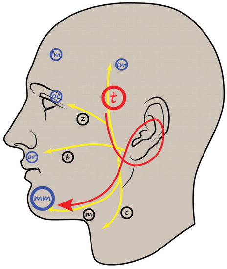 Intraoperative Monitoring of the Facial Nerve during Microvascular ...