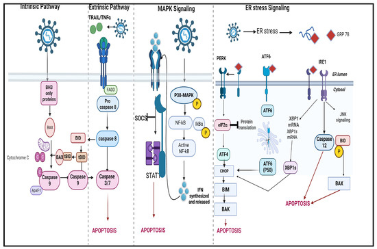 The Viral Knock: Ameliorating Cancer Treatment with Oncolytic Newcastle ...