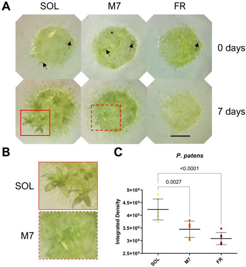 Life | Free Full-Text | Growth and Photosynthetic Efficiency of Microalgae and Plants with ...