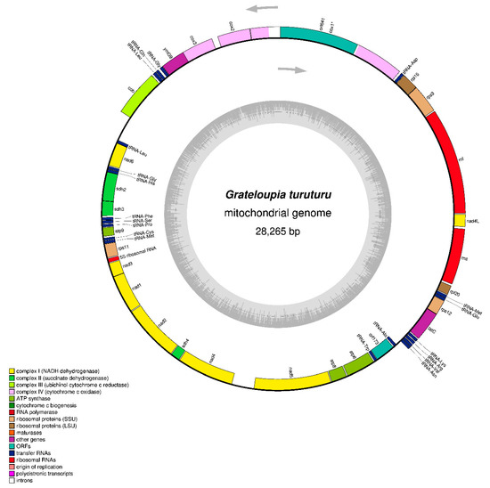 Complete Mitogenome Sequencing, Annotation, and Phylogeny of ...
