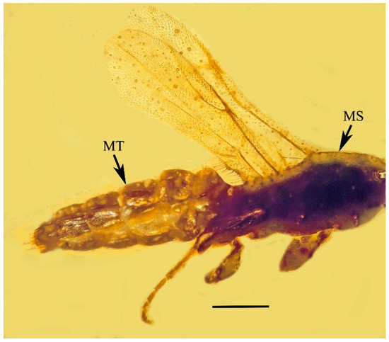 Life | Free Full-Text | Caradiophyodidae, a New Family of Micro-Wasps ...