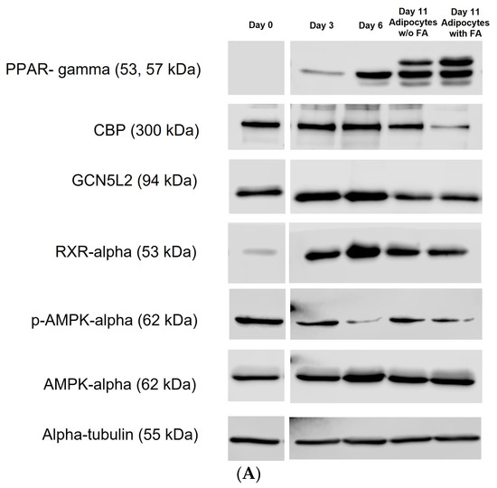 Characterizing 3T3-L1 MBX Adipocyte Cell Differentiation Maintained ...
