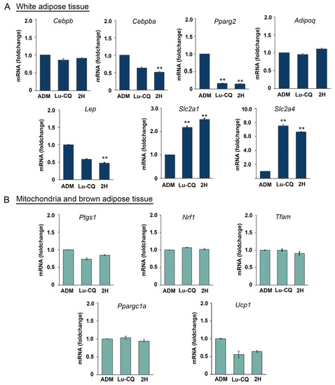 Lupenone-Rich Fraction Derived from Cissus quadrangularis L. Suppresses ...