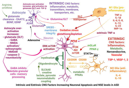 Neuron-Specific Enolase (NSE) as a Biomarker for Autistic Spectrum ...