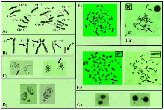Life | Free Full-Text | Cytogenetic Studies on Genoprotective Effect of ...