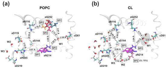 Membrane Lipid Composition Influences the Hydration of Proton Half ...
